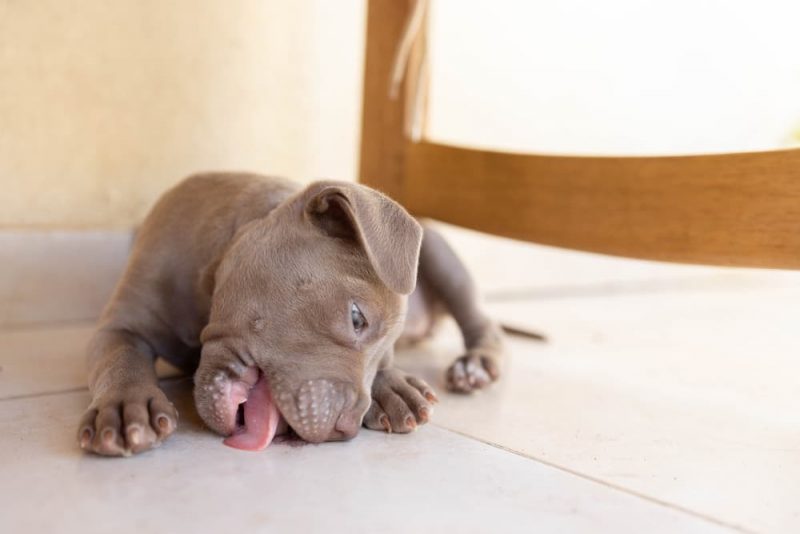 Why Is My Dog Licking The Floor Great Pet Care why-is-my-dog-licking-the-floor-great-pet-care
