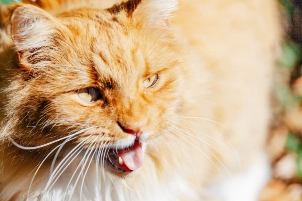 Cat Head Bobbing: Why It Happens | Great Pet Care