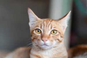 Cat Head Bobbing: Why It Happens | Great Pet Care