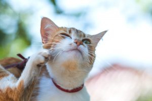 Cat Head Bobbing: Why It Happens | Great Pet Care
