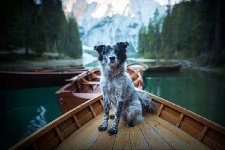 78 Italian Dog Names That Are Molto Buona | Great Pet Care