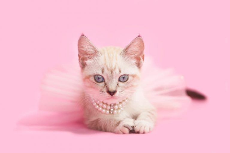 87 French Cat Names With Parisian Flair | Great Pet Care