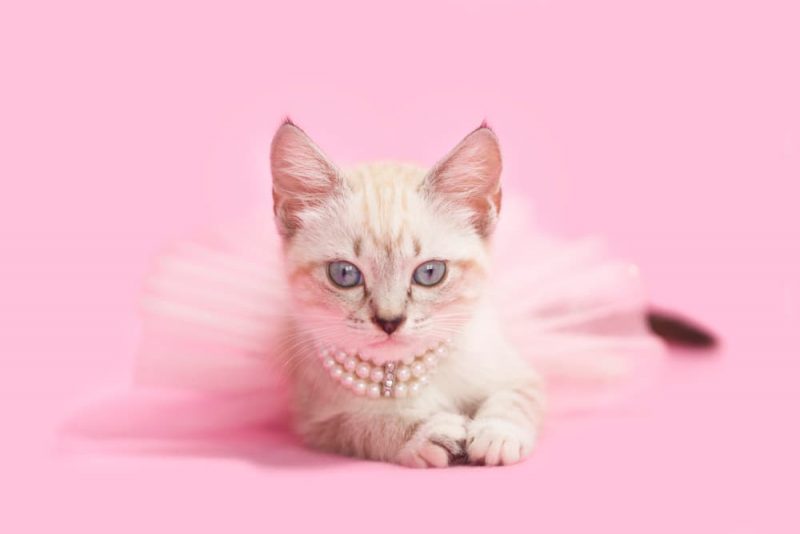 87 French Cat Names With Parisian Flair | Great Pet Care