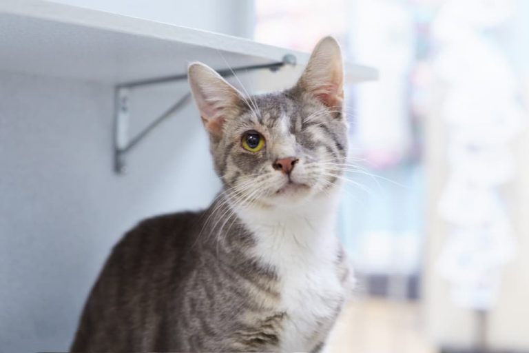 Guide to Life With a Blind Cat: Tips and Advice | Great Pet Care