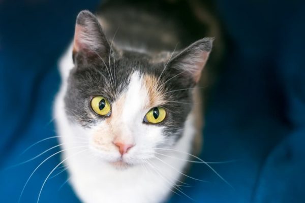 Cat Head Bobbing: Why It Happens | Great Pet Care