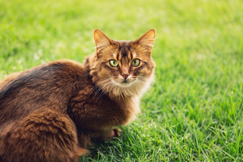 Cat Head Bobbing: Why It Happens | Great Pet Care