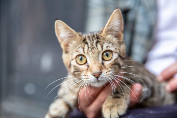 Cat Head Bobbing: Why It Happens | Great Pet Care