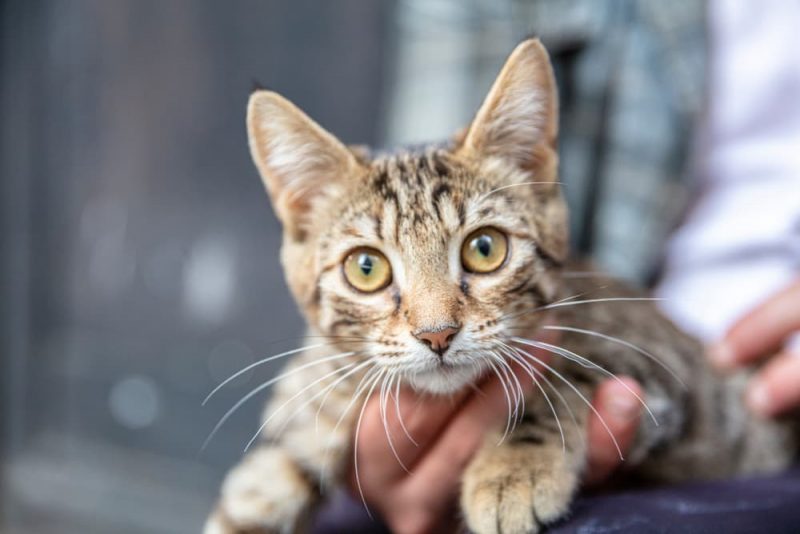 Cat Head Bobbing: Why It Happens | Great Pet Care