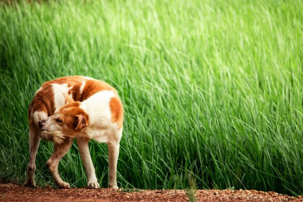 Why is My Dog Walking in Circles? | Great Pet Care