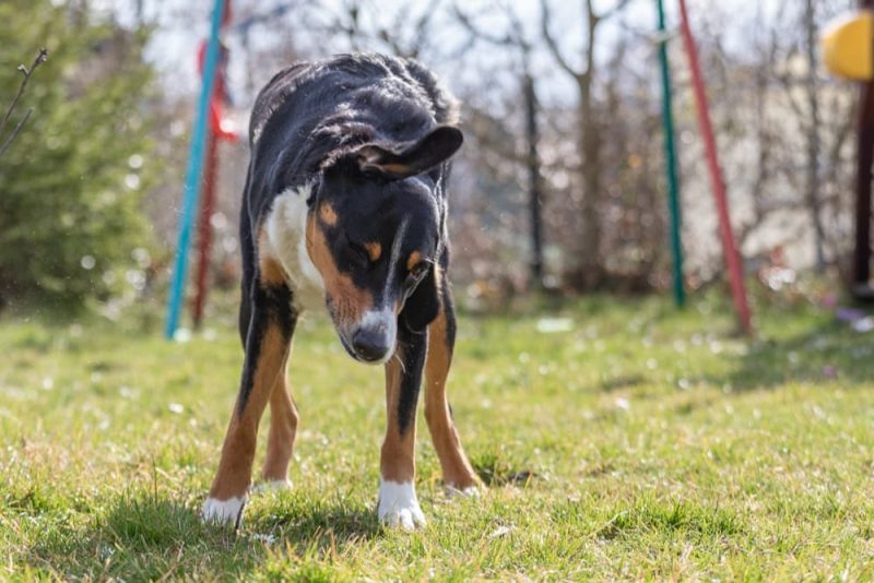 Why Do Dogs Shake Their Heads? | Great Pet Care