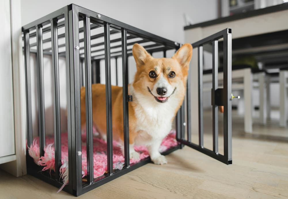 How To Crate Train A 4 Year Old Dog
