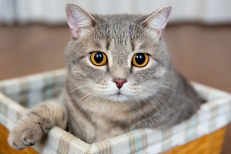 Cat Head Bobbing: Why It Happens | Great Pet Care