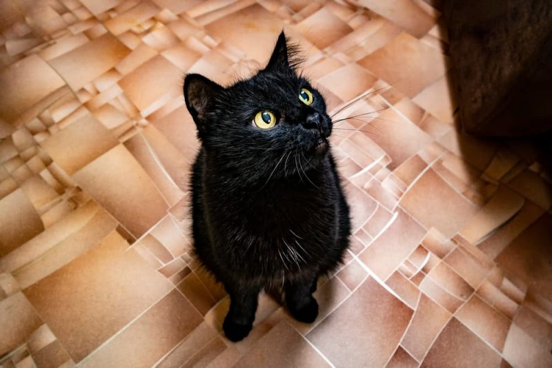 Why Does My Cat Follow Me Everywhere? | Great Pet Care