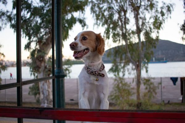 101 Incredible Greek Dog Names | Great Pet Care