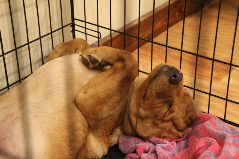 Crate Training 101: A Step-by-Step Guide | Great Pet Care