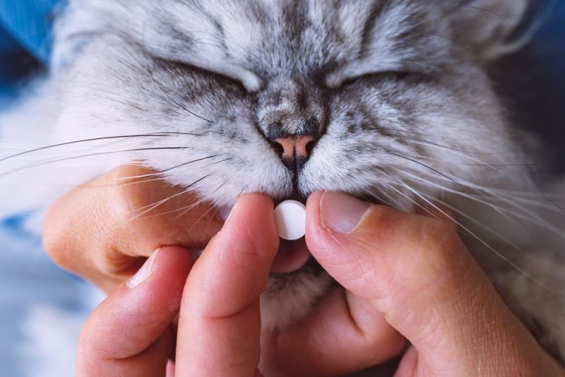 Metronidazole for Cats | Great Pet Care