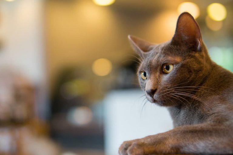 Cat Head Bobbing: Why It Happens | Great Pet Care