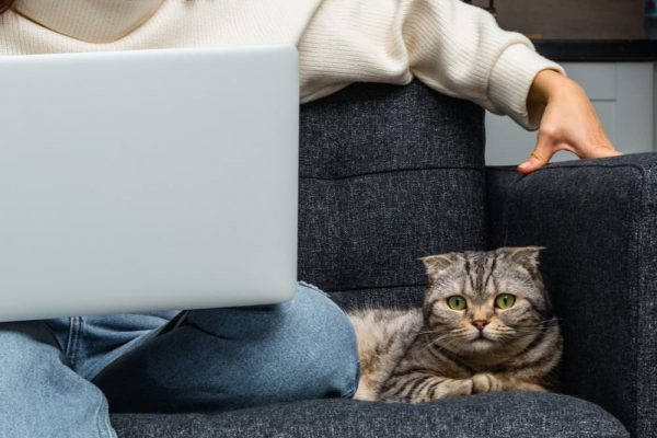 Why Does My Cat Follow Me Everywhere? | Great Pet Care