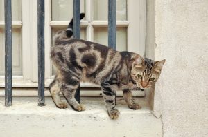87 French Cat Names With Parisian Flair | Great Pet Care