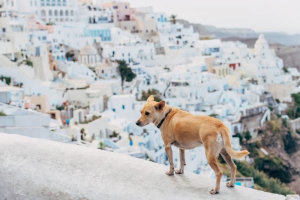 101 Incredible Greek Dog Names | Great Pet Care