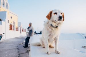 101 Incredible Greek Dog Names | Great Pet Care