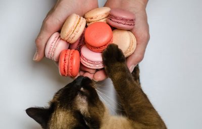 87 French Cat Names With Parisian Flair | Great Pet Care