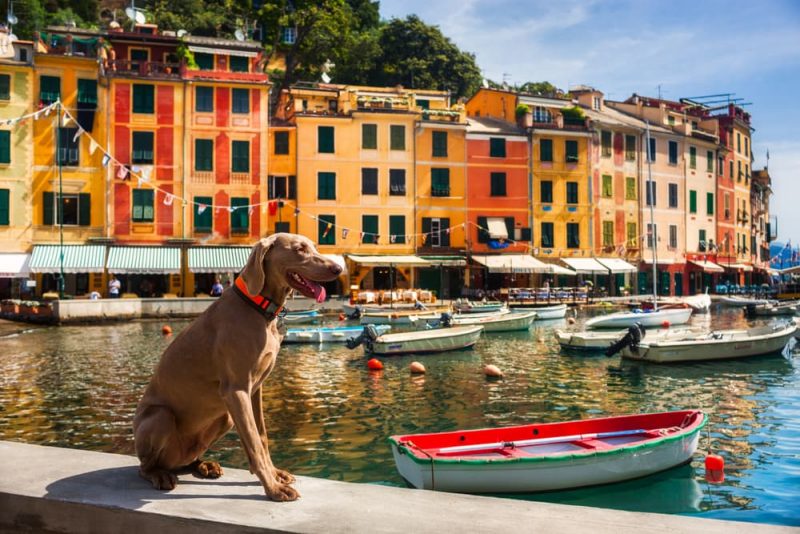 78 Italian Dog Names That Are Molto Buona | Great Pet Care