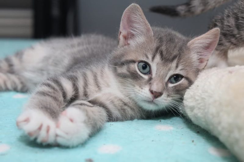 Cat Head Bobbing: Why It Happens | Great Pet Care