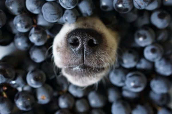 Can Dogs Eat Blueberries? | Great Pet Care