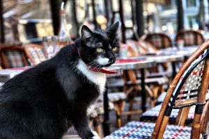 87 French Cat Names With Parisian Flair | Great Pet Care