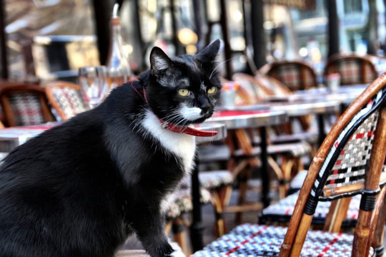 87 French Cat Names With Parisian Flair | Great Pet Care