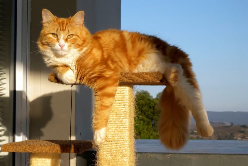 160 Orange Cat Names for Ginger-Colored Felines | Great Pet Care