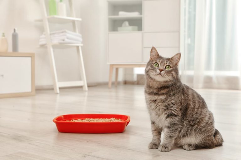 Cat Pooping Outside the Litter Box: Tips to Stop It | Great Pet Care