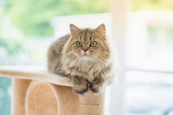 Cat Chin Acne: Why it Happens and How to Help | Great Pet Care