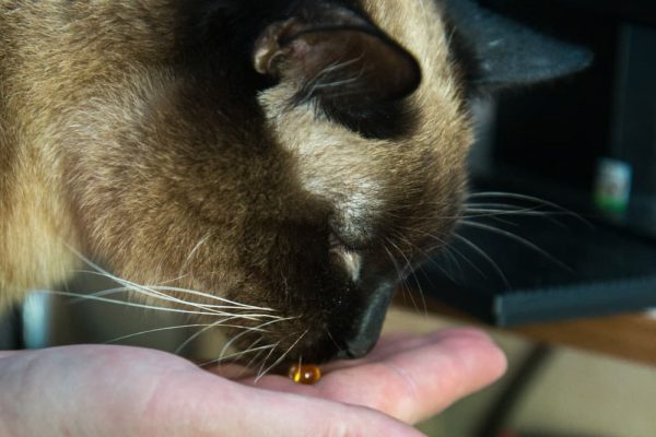 Cat Chin Acne: Why it Happens and How to Help | Great Pet Care