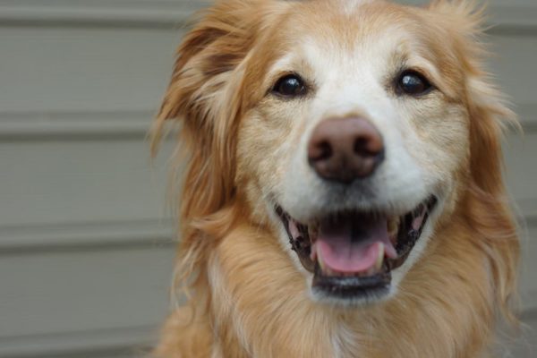 Allergy Shots for Dogs: Does Your Pup Need Them? | Great Pet Care