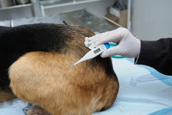 Normal Dog Temperature: What It Is and How to Take It | Great Pet Care