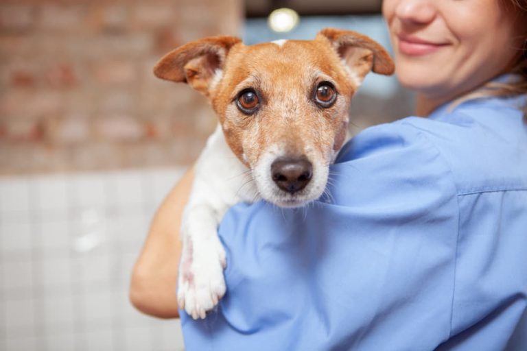Allergy Shots for Dogs: Does Your Pup Need Them? | Great Pet Care