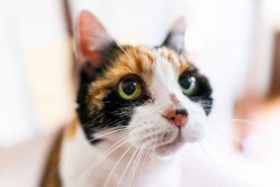 Cat Chin Acne: Why it Happens and How to Help | Great Pet Care
