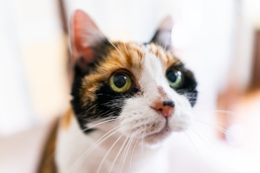 Cat Chin Acne Why It Happens And How To Help Great Pet Care Cat Chin Acne Why It Happens And How To Help Great Pet Care