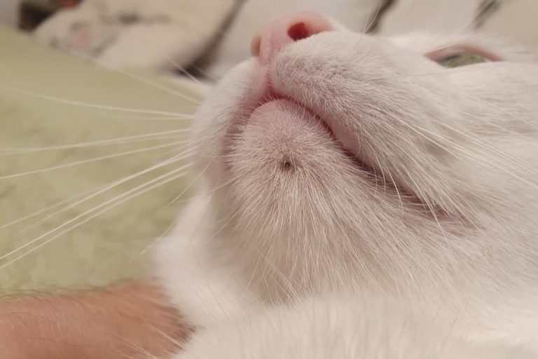 Cat Chin Acne: Why it Happens and How to Help | Great Pet Care