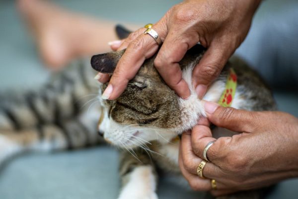 Fleas on Cats: How to Identify and Treat Them | Great Pet Care