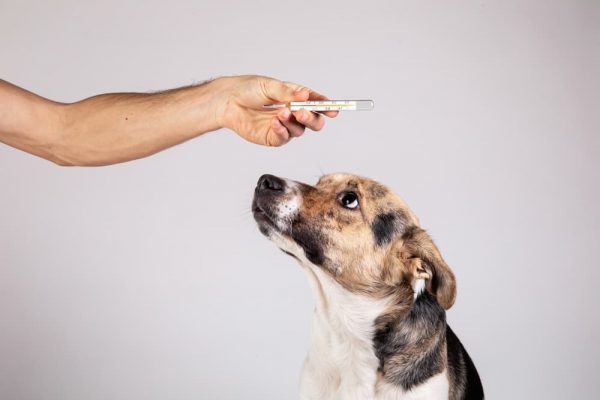 Normal Dog Temperature: What It Is and How to Take It | Great Pet Care