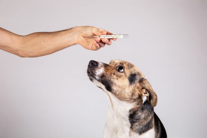 Normal Dog Temperature: What It Is and How to Take It | Great Pet Care