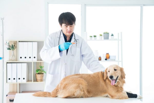 Normal Dog Temperature: What It Is and How to Take It | Great Pet Care