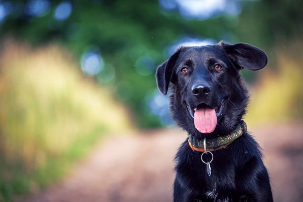 66 Big Dog Names for Larger-Than-Life Pups | Great Pet Care