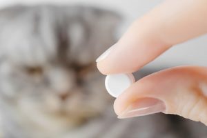 Cat Chin Acne: Why it Happens and How to Help | Great Pet Care