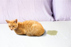 Cat Peeing Everywhere: 10 Tips to Address the Mess | Great Pet Care