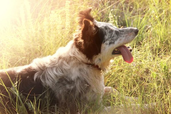 Normal Dog Temperature: What It Is and How to Take It | Great Pet Care