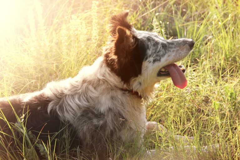 Normal Dog Temperature: What It Is and How to Take It | Great Pet Care